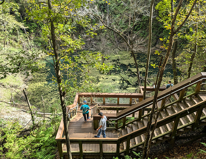 Stairway to wonder: Visitors descend the wooden boardwalk into Florida's most dramatic geological feature, each step revealing new perspectives of this natural marvel.