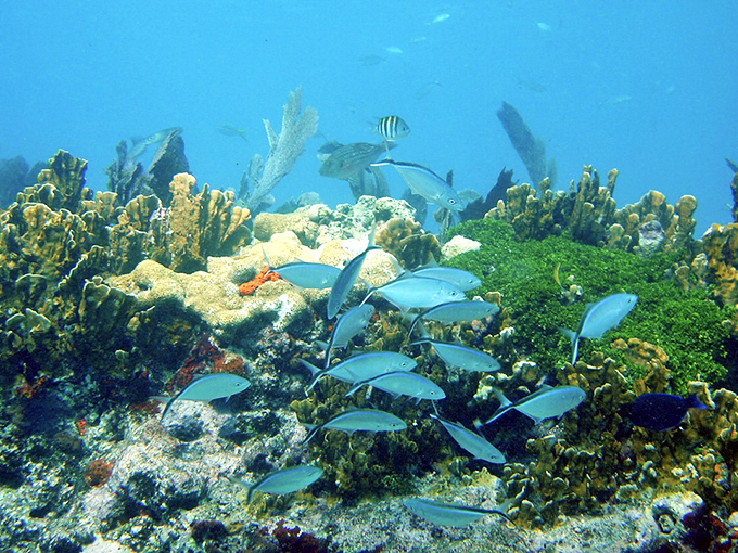 Beneath the surface at John Pennekamp, an underwater rainbow of coral formations creates an alien cityscape teeming with tropical life.