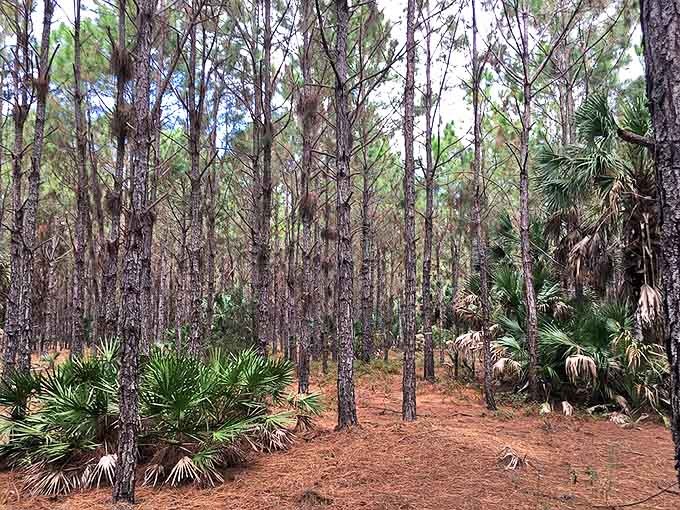 Tall pines stand sentinel in Myakka's sun-dappled wilderness, where the understory of palmettos creates nature's perfect carpet.