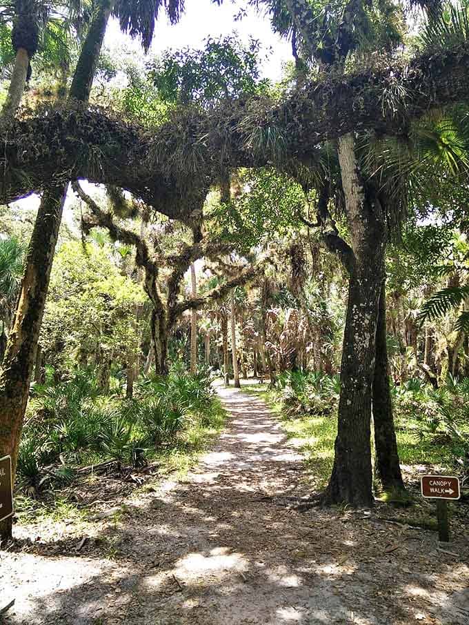 Myakka's canopy walkway offers a squirrel's-eye view of the forest, where sunlight filters through leaves creating natural spotlights on the forest floor.