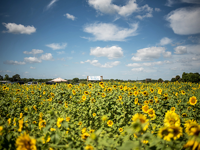 3b. sledd's u pick farm