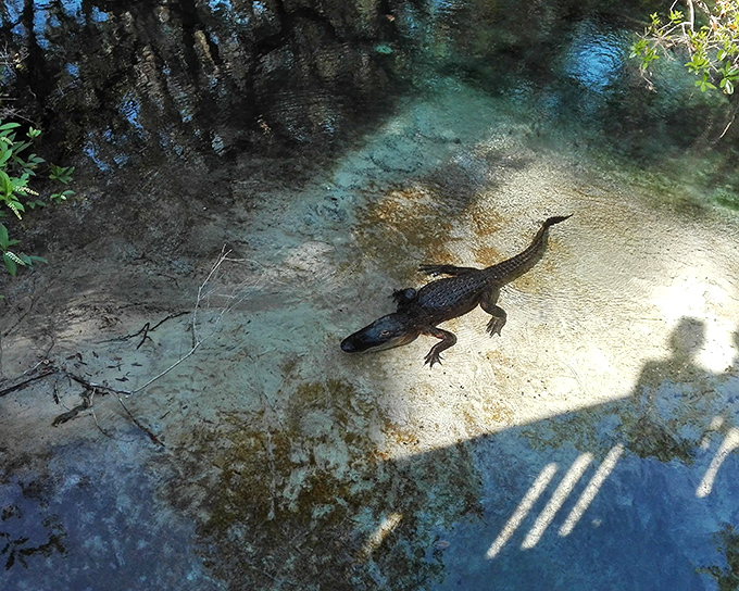 Florida's scaly sunbather demonstrating the fine art of social distancing long before it was trendy.
