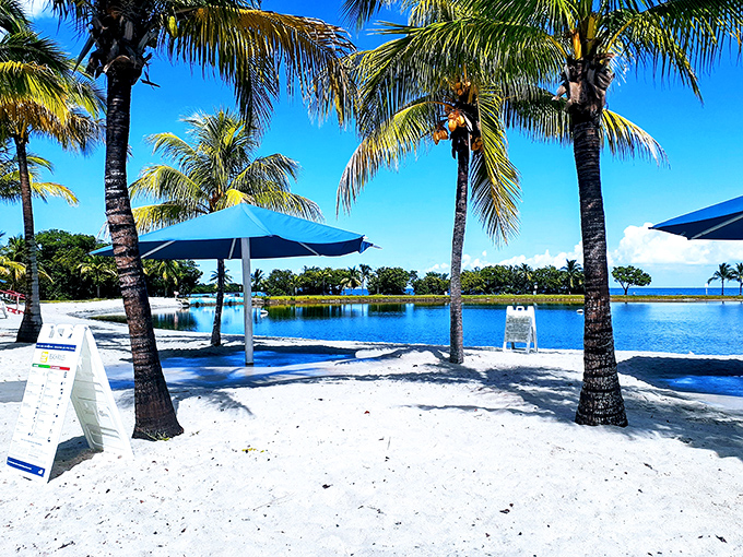 Palm trees stand sentinel over crystal-clear waters, creating that "am I really this close to Miami?" feeling of tropical escape.