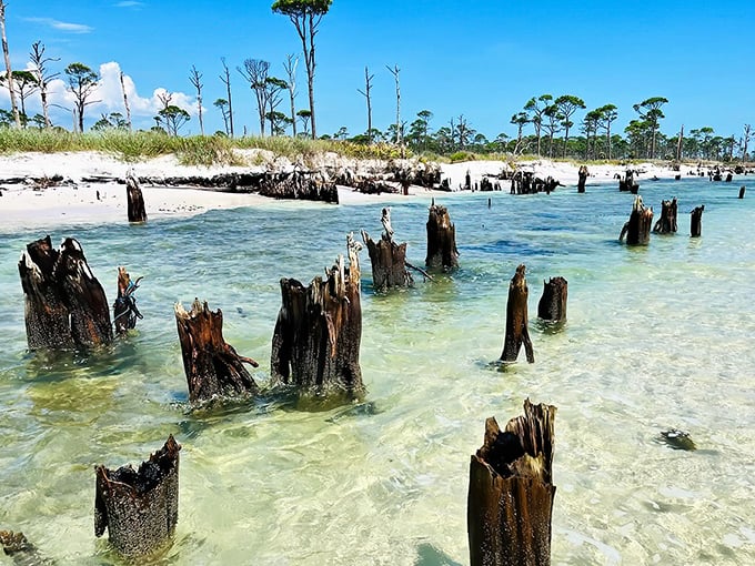 Sandy shores reveal the slow dance of erosion and persistence, where tree roots cling desperately to what remains of their beachfront property.