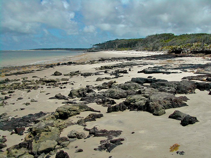 Blackrock Beach earned its name from the dark, mineral-rich sand that creates a striking canvas for the pale driftwood sculptures.