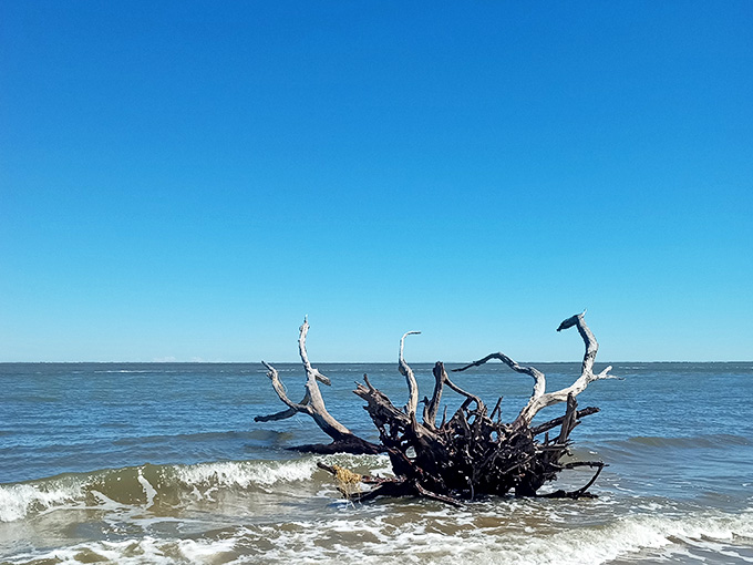 That blue sky makes the pale driftwood pop like nature's own high-contrast photography, no filter needed for this stunning natural composition.