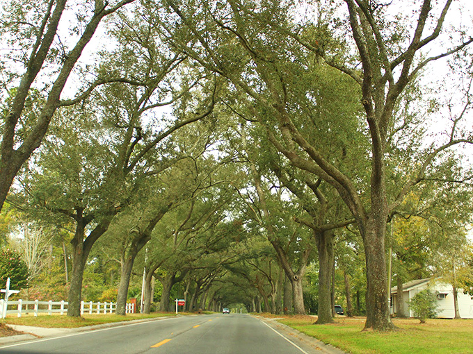 Morning light filters through like nature's own stained glass. Driving this road feels like being in a moving postcard.