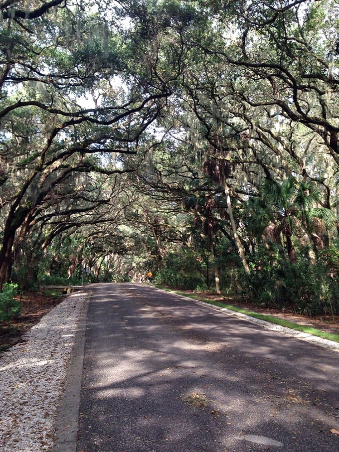 Easy riders find their zen beneath the mossy canopy, where the journey becomes more memorable than any destination.