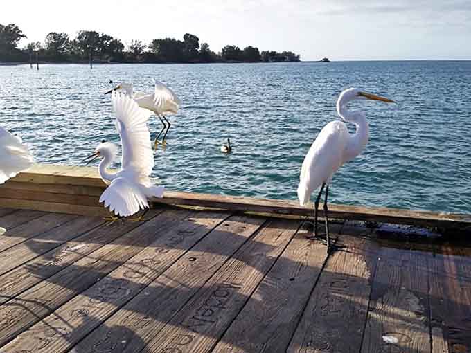 These elegant egrets have better waterfront real estate than most hedge fund managers, and they didn't pay a dime for it.