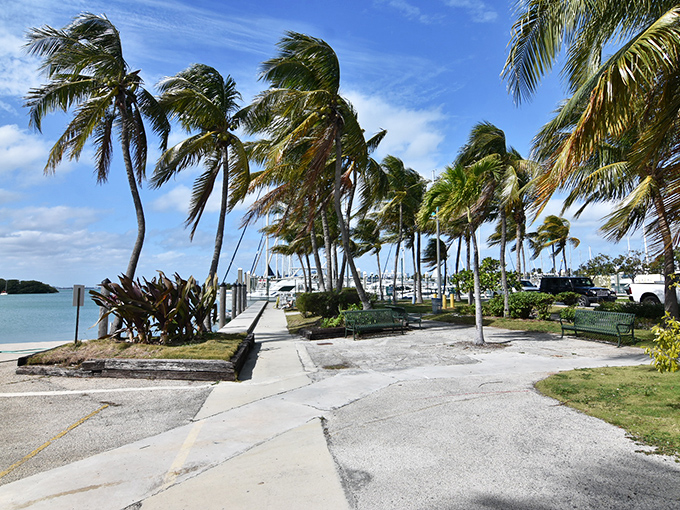 Palm trees sway like nature's metronomes along the marina at Crandon Park, keeping perfect time with the island's relaxed rhythm.