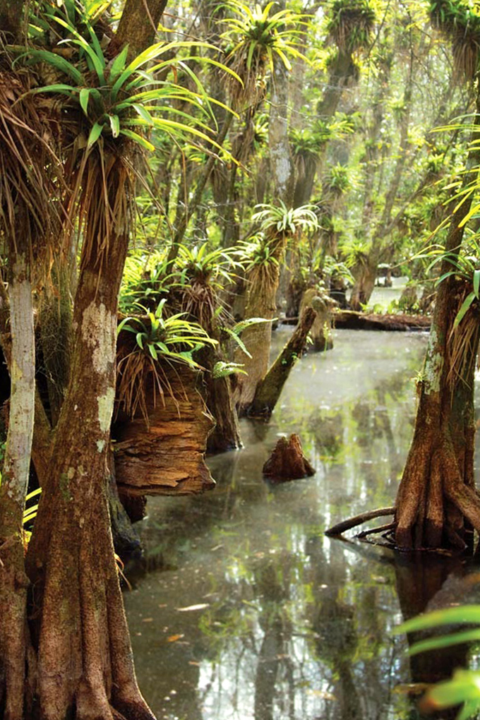 Cypress knees poke through the water like nature's own sculpture garden, each one shaped by decades of growth in this watery world.