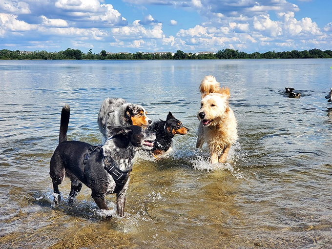 A doggy social club in session – these water-loving pooches demonstrate why swimming might be the universal language of canine happiness.