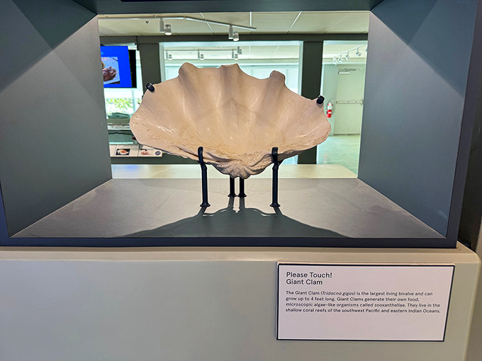 Please Touch! &ndash; two magical words rarely seen in museums. This Giant Clam shell invites hands-on wonder that connects visitors to ocean life.