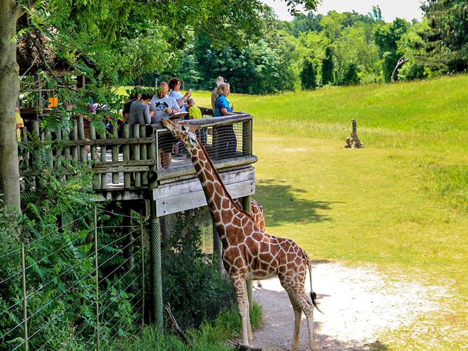 The giraffe feeding platform creates magical moments as these gentle giants delicately accept lettuce from visitors, their impossibly long eyelashes batting with each bite.