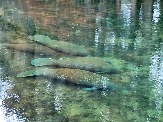 Gentle giants glide through the crystalline waters, their graceful movements belying their size&mdash;nature's ballet in slow motion.
