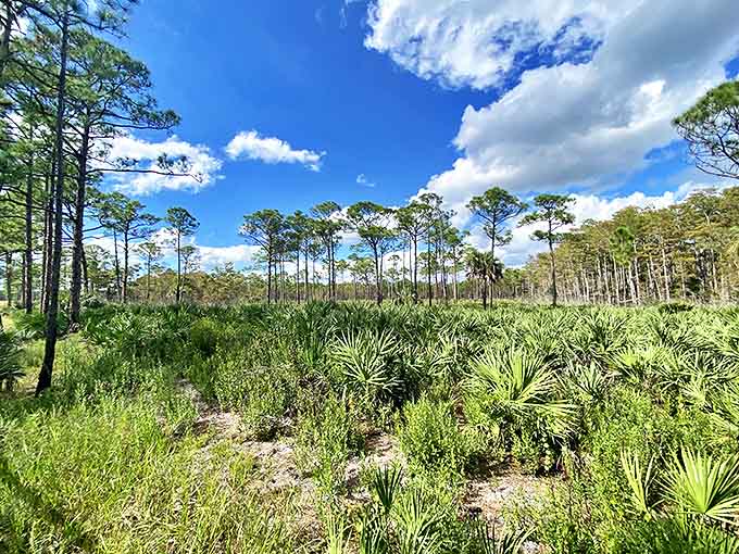 Pine flatwoods stretch toward the horizon, a testament to old Florida's wild beauty that somehow survived the concrete invasion elsewhere in the state.