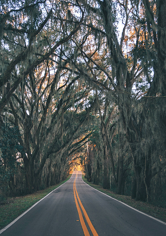 As daylight fades, the canopy transforms into a golden spectacle, with Spanish moss silhouettes creating nature's most elegant lace pattern against the darkening sky.