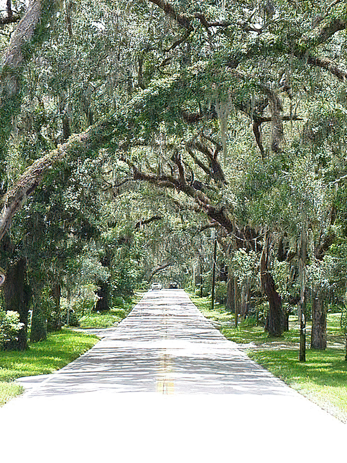 Midday magic on the Avenue of the Oaks, where time slows down and even the most hurried driver can't help but ease off the gas.