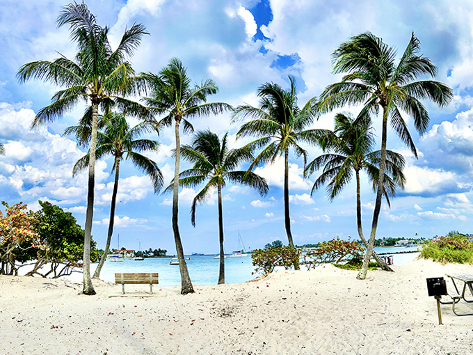 Nature's perfect frame &ndash; towering palms stand sentinel over powdery white sand, creating postcard-worthy vistas at every turn.