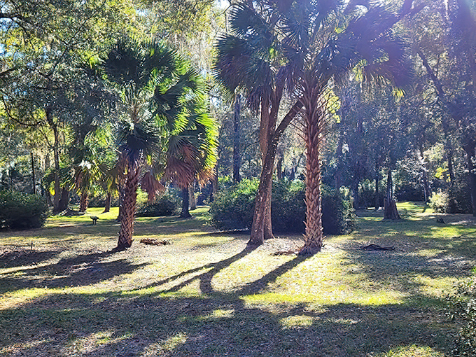 Peggy O'Neill Basham Nature Park offers shady respite under majestic palms, where Florida's natural beauty remains unspoiled.
