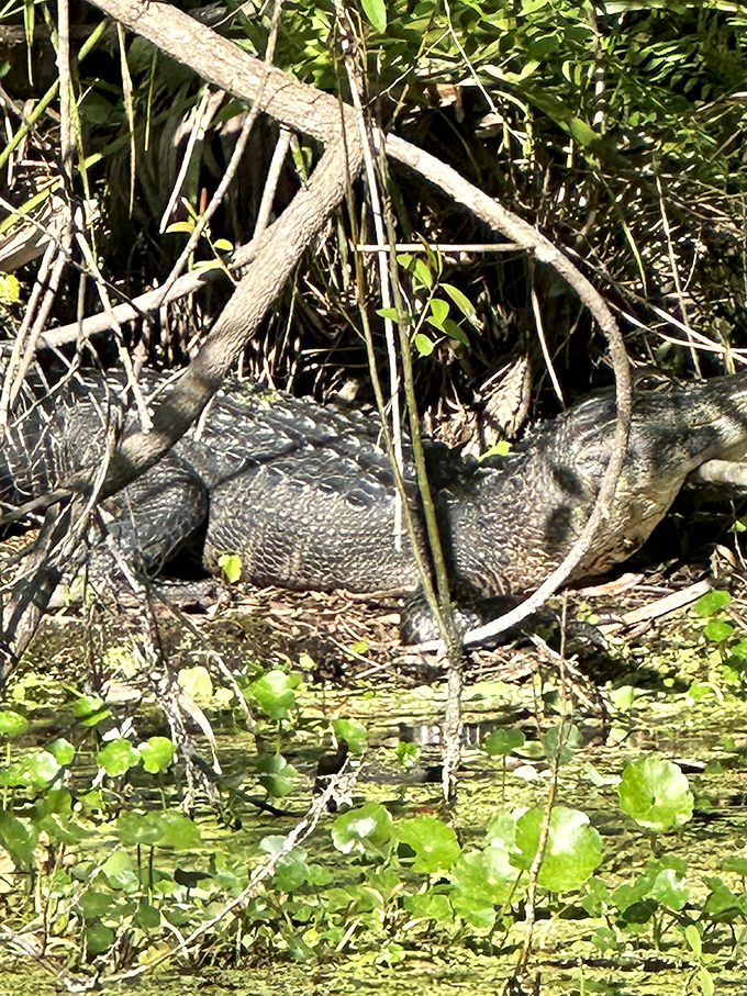 "Just pretending to be a log, nothing to see here," thinks this sunbathing alligator, nature's original Florida resident.