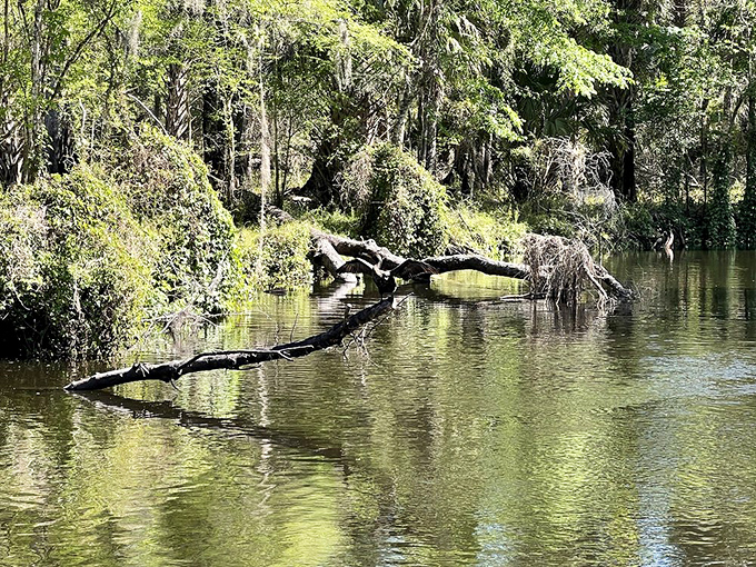 Nature's infinity pool: The Hillsborough River creates perfect reflections that will have you questioning which way is up.