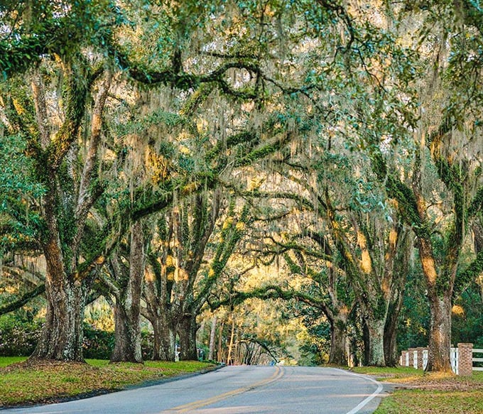 Golden hour transforms this canopy road into a scene from a storybook – where every curve promises another chapter of leafy enchantment.