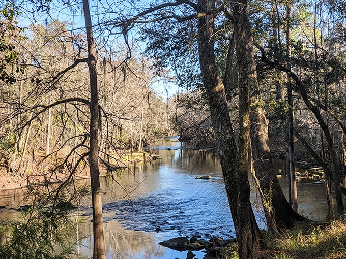 The Santa Fe River winds through ancient cypress sentinels, creating mirror-like reflections that would make even Narcissus do a double-take.