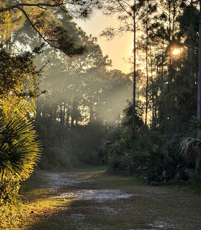 Morning mist transforms ordinary paths into magical portals, making early risers feel like they've stumbled into a Florida fairytale.