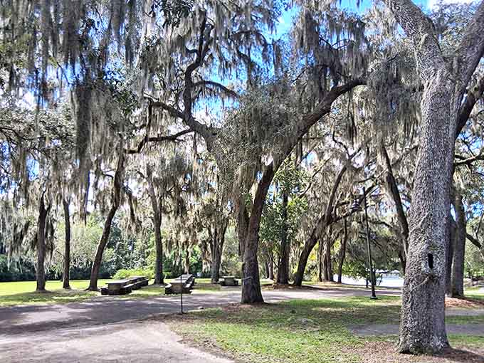 Centuries-old live oaks create natural cathedral ceilings above picnic areas, their Spanish moss swaying like whispers from the past.