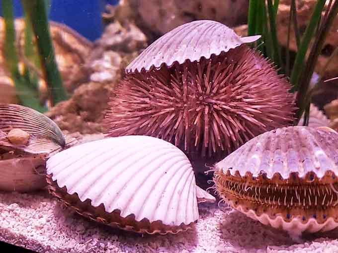 Nature's jewelry box spilled open &ndash; delicate shells and spiny sea urchins showcase the ocean's knack for creating perfect, pocket-sized masterpieces.
