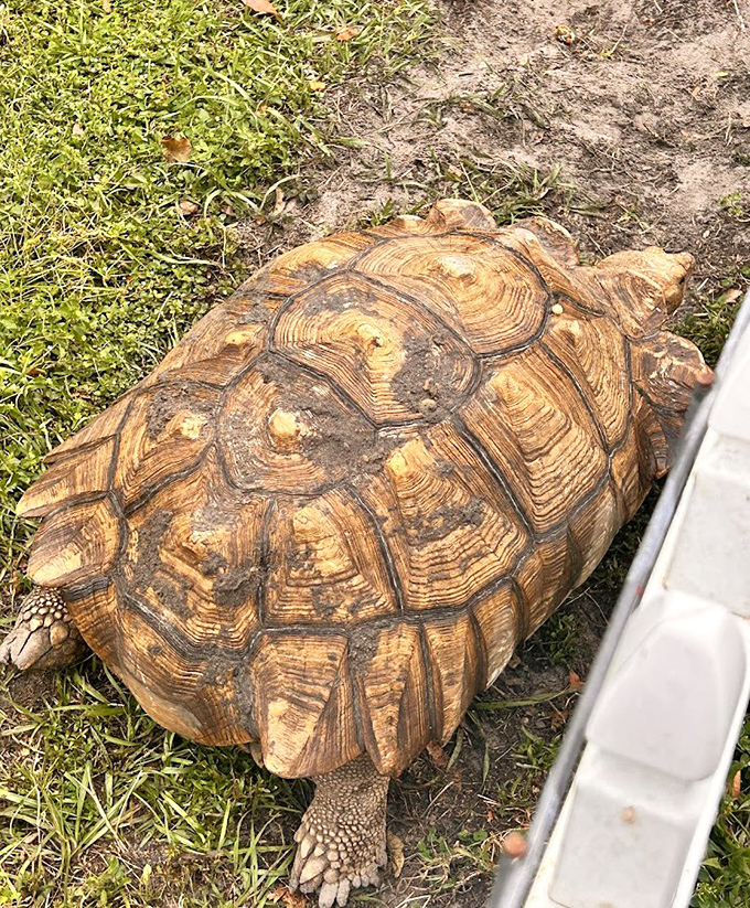 This ancient tortoise moves with the wisdom of centuries, a living dinosaur enjoying the simple pleasure of Florida grass.