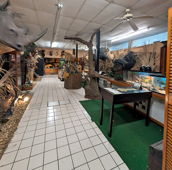 Nature preserved in perpetual surprise &ndash; the taxidermy hall showcases creatures great and small in their forever-frozen glory.