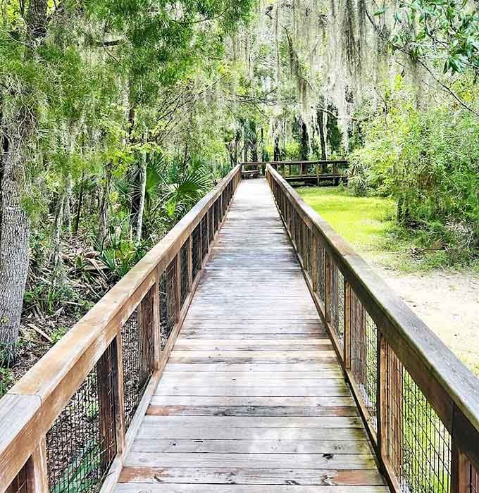 Wooden pathways wind through a Florida fairytale, offering front-row views without disturbing nature's delicate balance.