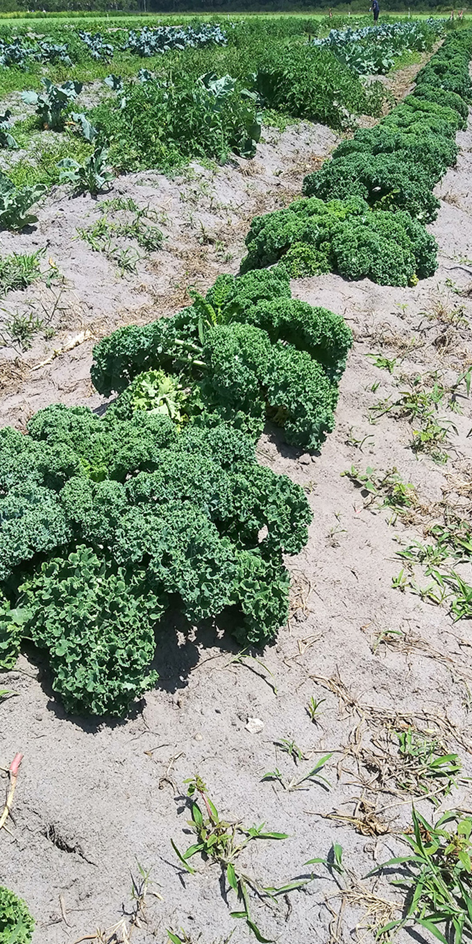Rows of vibrant kale and leafy greens stand at attention like emerald soldiers, offering farm-fresh goodness straight from Florida soil.