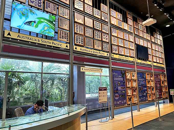 The Wall of Wings showcases butterfly diversity in a display that's part science museum, part art gallery, all fascinating.