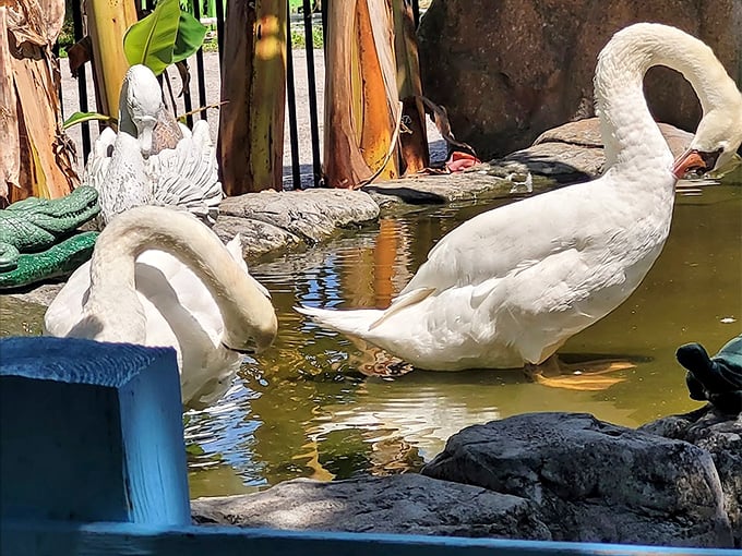 Elegant white geese glide across their pond like feathered royalty, occasionally breaking formation to investigate visitors.