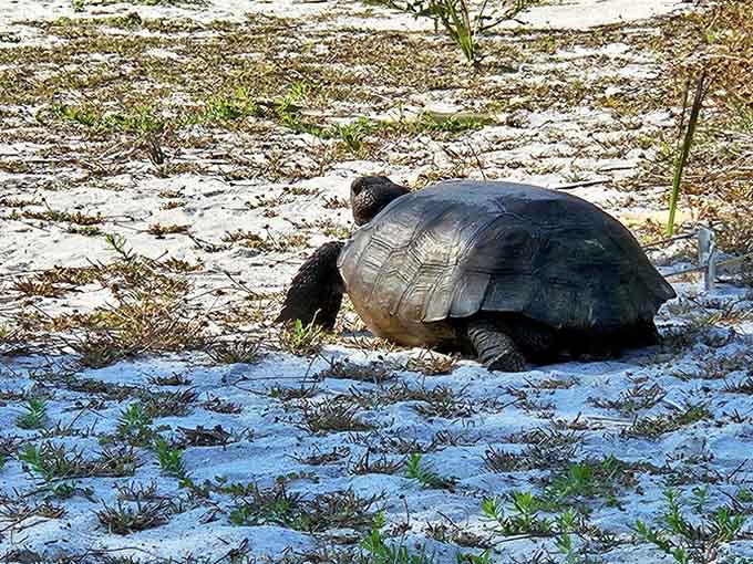 This prehistoric-looking landlord waddles across sandy terrain with the unhurried confidence of someone who knows they're protected by state law.
