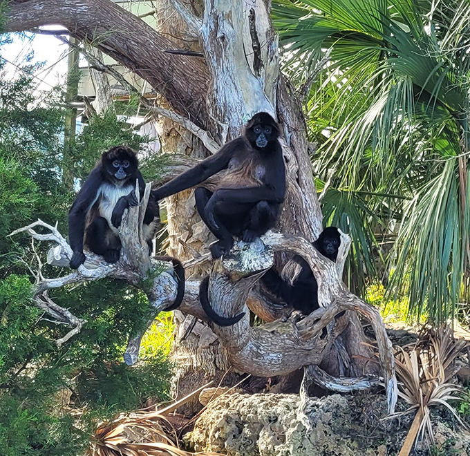 The island's spider monkey residents often gather in family groups, showing off their social nature while surveying their unique kingdom.