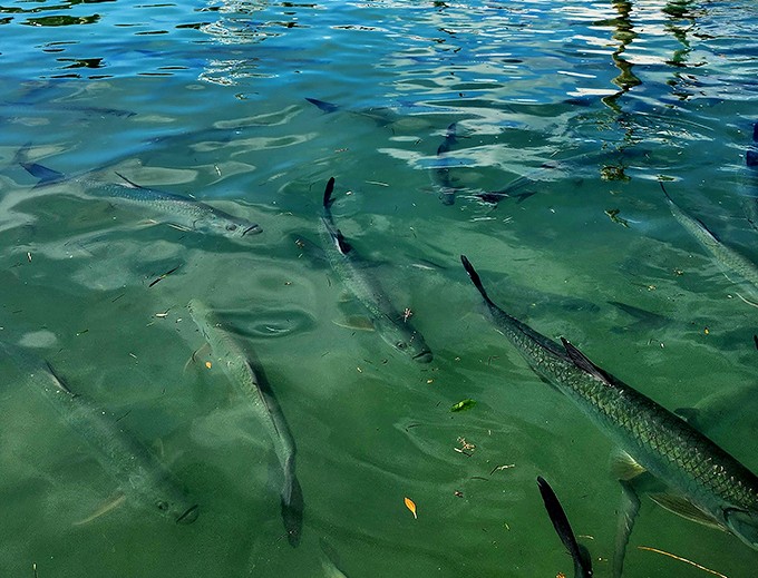 Silver torpedoes patrol beneath the docks, their prehistoric forms visible in the transparent waters as they await their next handout.