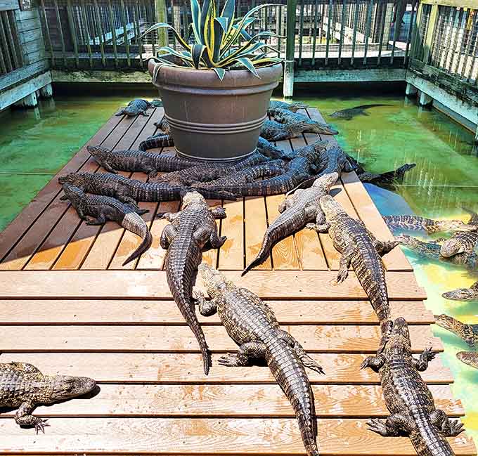Sunbathing alligators crowd wooden platforms, creating nature's most dangerous lounge area where personal space is clearly not a priority.