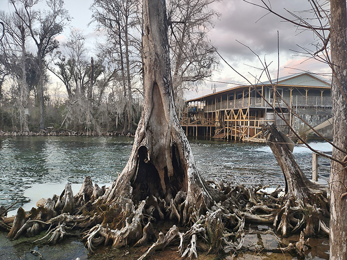 These ancient bald cypress trees with their gnarly "knees" create nature's perfect obstacle course for adventurous paddlers.