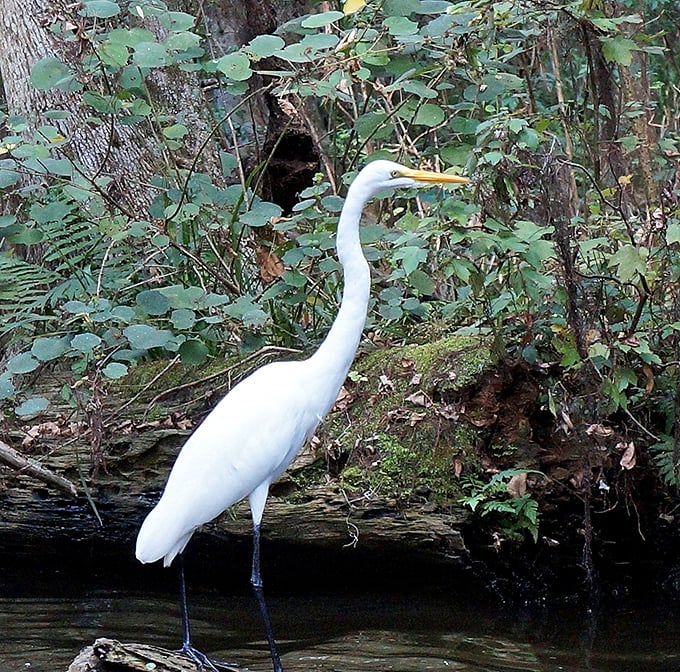 A great egret strikes a pose worthy of a wildlife magazine cover, demonstrating the patient art of fishing that hasn't changed in millennia.