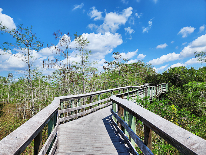 The wooden boardwalk curves gently through the landscape, a human touch that somehow enhances rather than intrudes upon the wild beauty surrounding it.