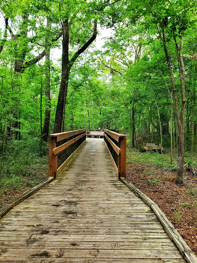 This isn't just any wooden walkway &ndash; it's a runway to adventure, leading through a forest straight out of a fairytale.