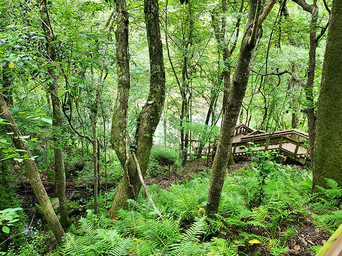 Nature's verdant embrace: The dense forest canopy creates a magical atmosphere where sunlight dapples through leaves, painting the ground with golden spotlights.