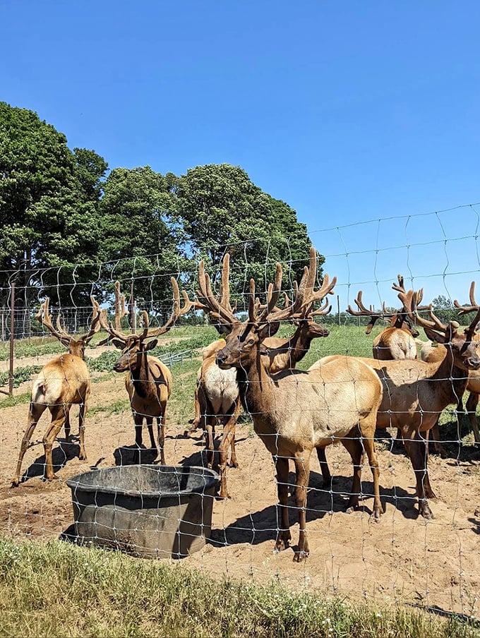 Elk lounging by their watering hole, demonstrating the fine art of looking majestic while basically just hanging out doing nothing.