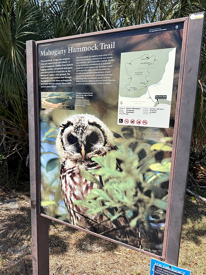 The informative sign introduces visitors to the Mahogany Hammock Trail, with an owl seemingly asking "Who's ready for an adventure?"