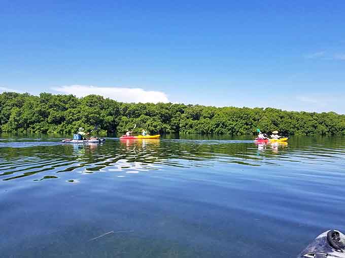 Kayakers glide through nature's cathedral &ndash; mangrove tunnels provide shade and shelter for paddlers and countless marine nurseries alike.