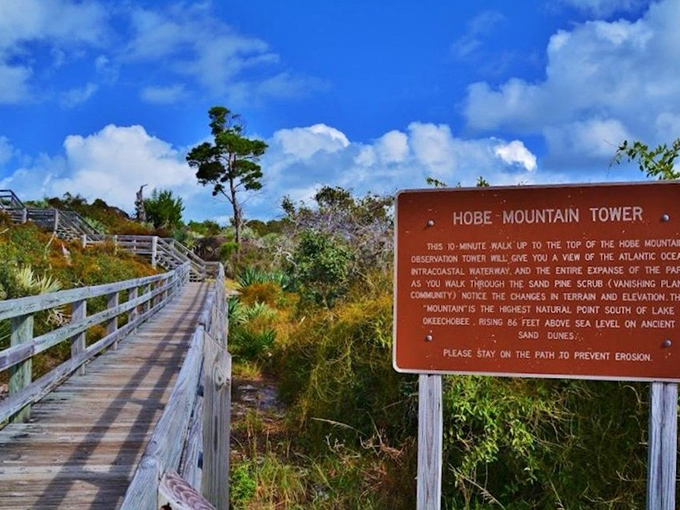 The journey begins! This winding boardwalk through Florida scrub feels like the yellow brick road to a natural Oz, minus the flying monkeys.